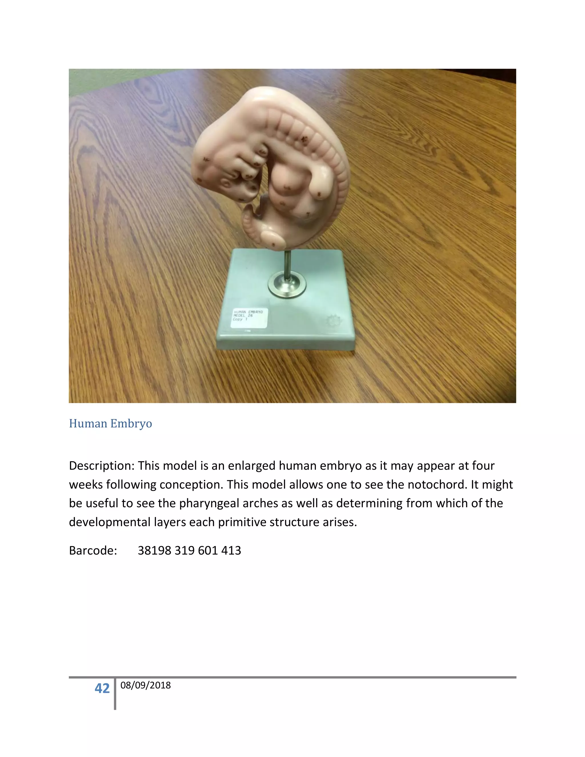 LHSP Anatomical Models Catalog v.7 | PDF