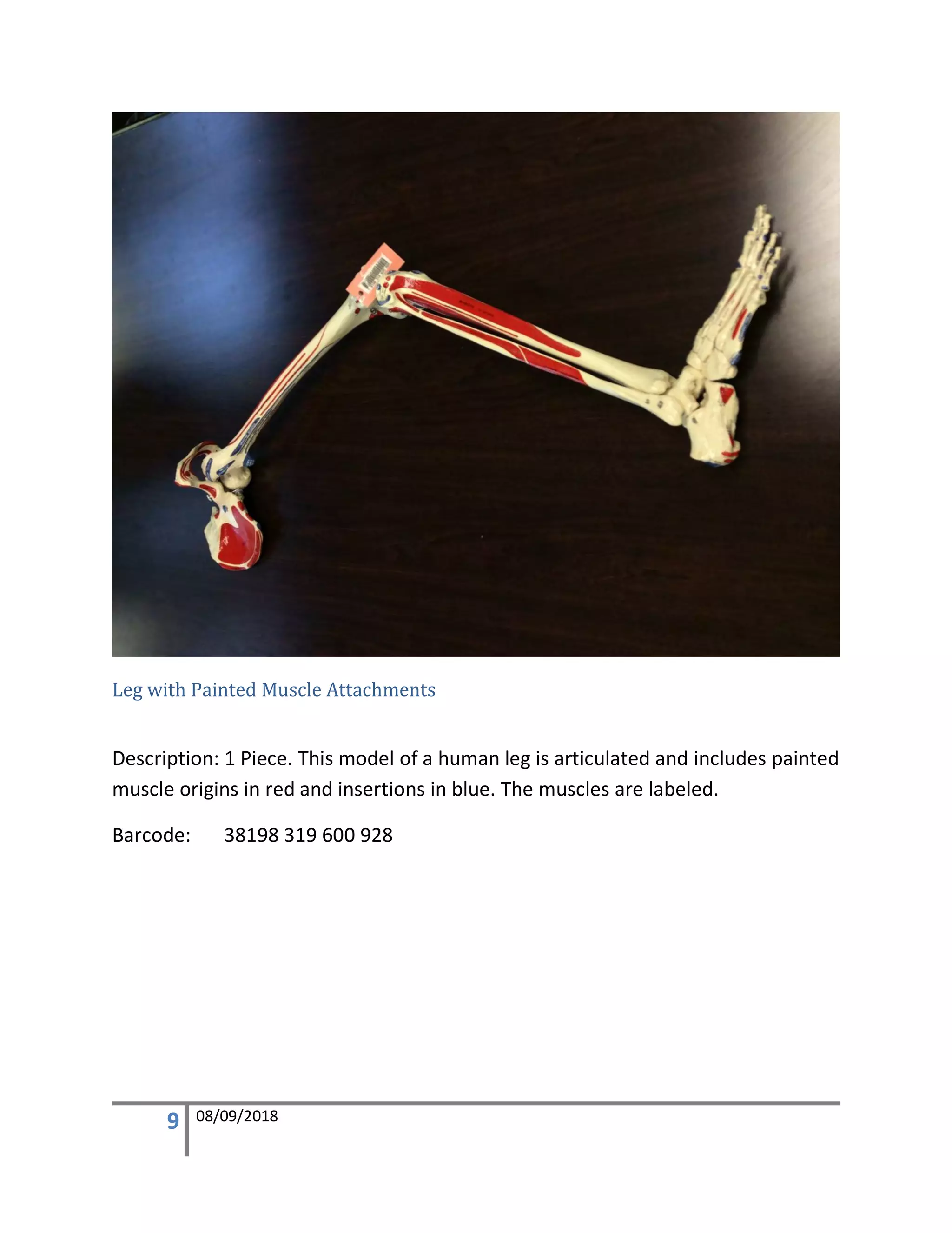 LHSP Anatomical Models Catalog v.7 | PDF