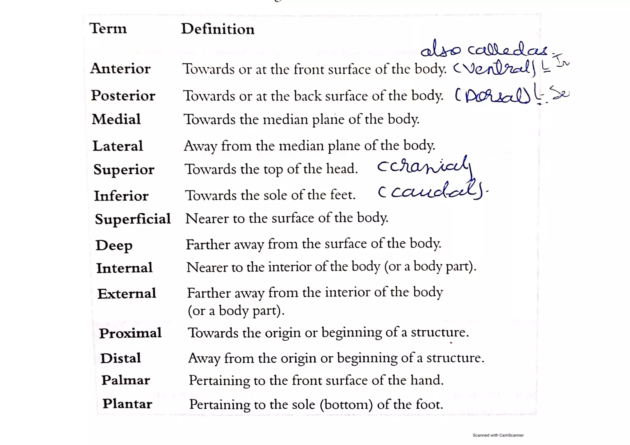 Anatomical Movements | PDF