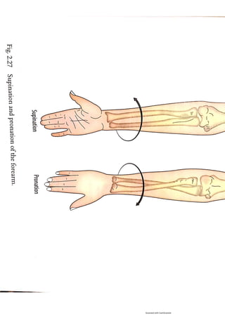 Anatomical Movements | PDF