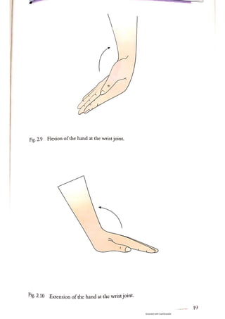Anatomical Movements | PDF