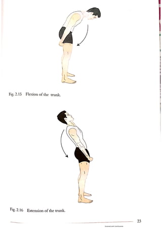 Anatomical Movements | PDF