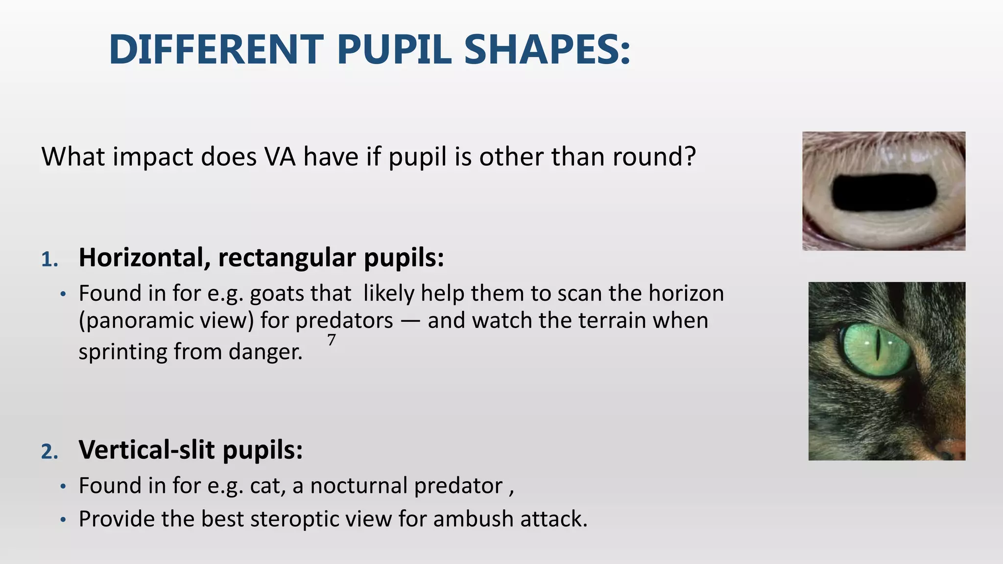 Anatomical & physiological basis of visual acuity | PPTX