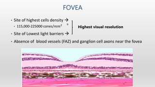 Anatomical & physiological basis of visual acuity | PPTX
