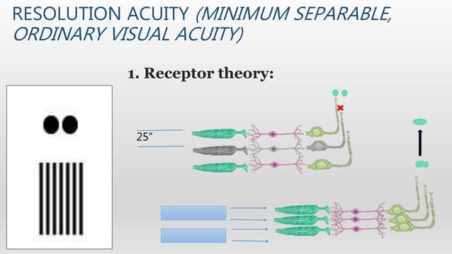 Anatomical & physiological basis of visual acuity | PPTX