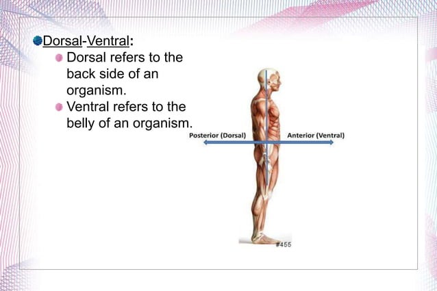 Anatomical planes and positions.pptx