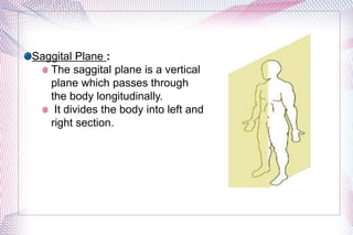 Anatomical planes and positions.pptx