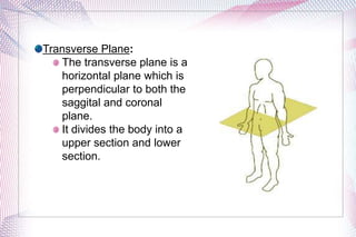 Anatomical planes and positions.pptx