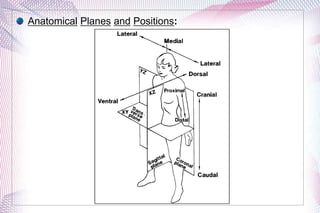 Anatomical planes and positions.pptx