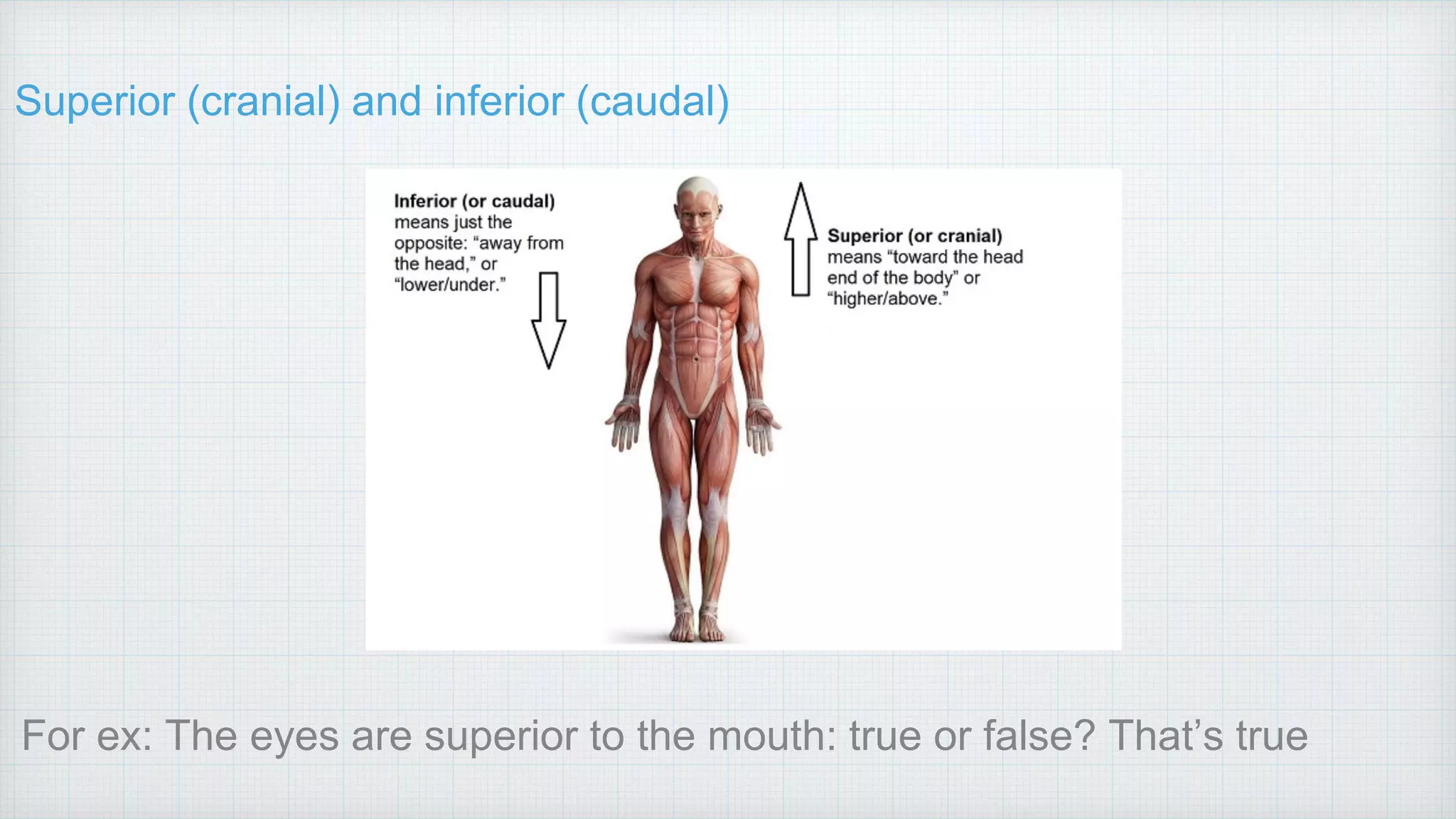 anatomical planes and positions ppt.pptx