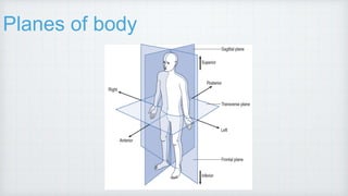 anatomical planes and positions ppt.pptx