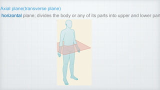 anatomical planes and positions ppt.pptx