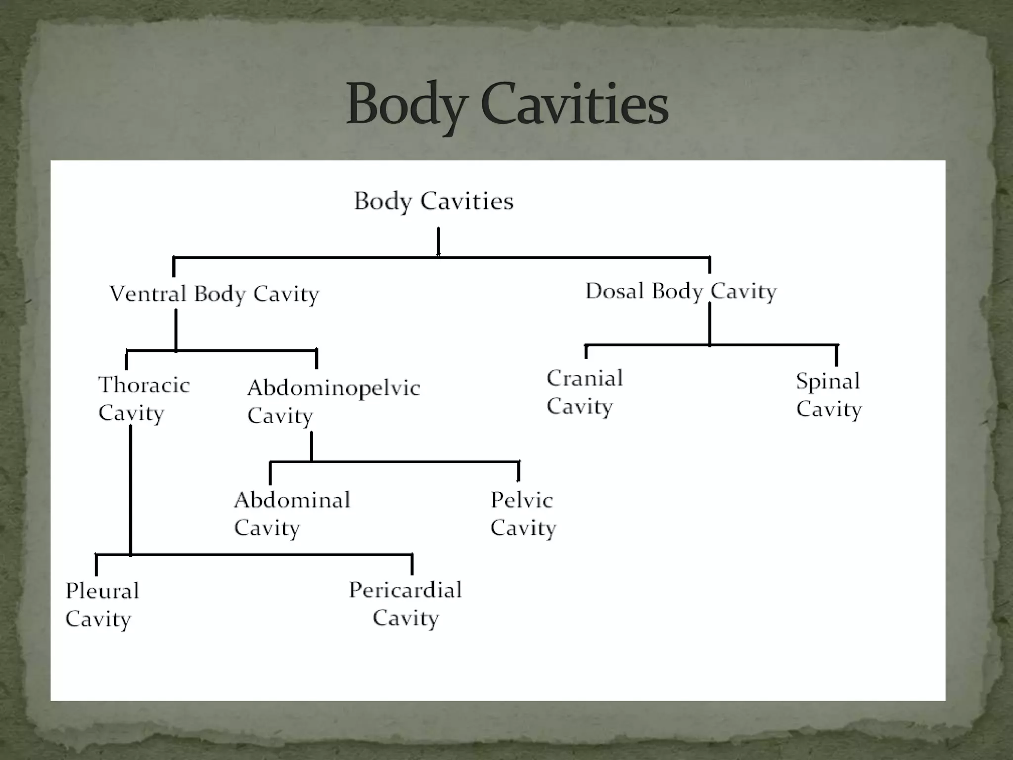 Anatomical planes & cavities | PPTX