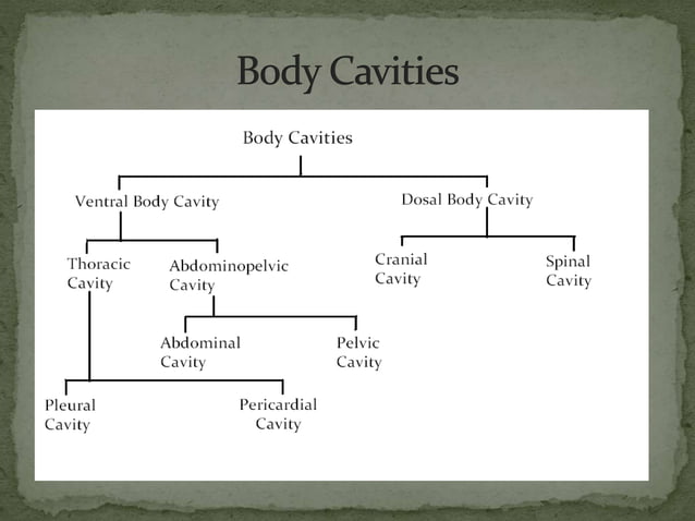 Anatomical planes & cavities | PPTX