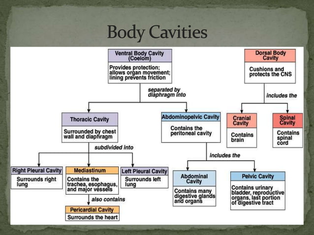 Anatomical planes & cavities | PPTX