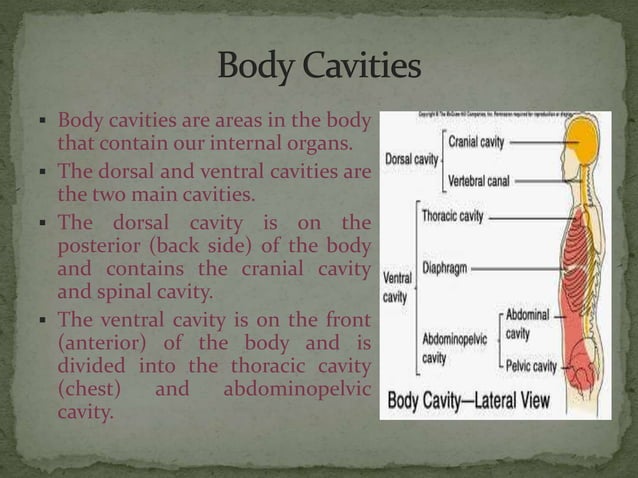 Anatomical planes & cavities | PPTX