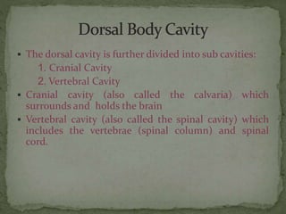 Anatomical planes & cavities | PPTX