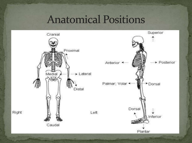 Anatomical planes & cavities | PPTX
