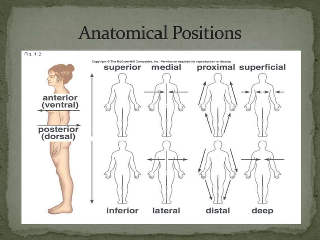 Anatomical planes & cavities | PPTX