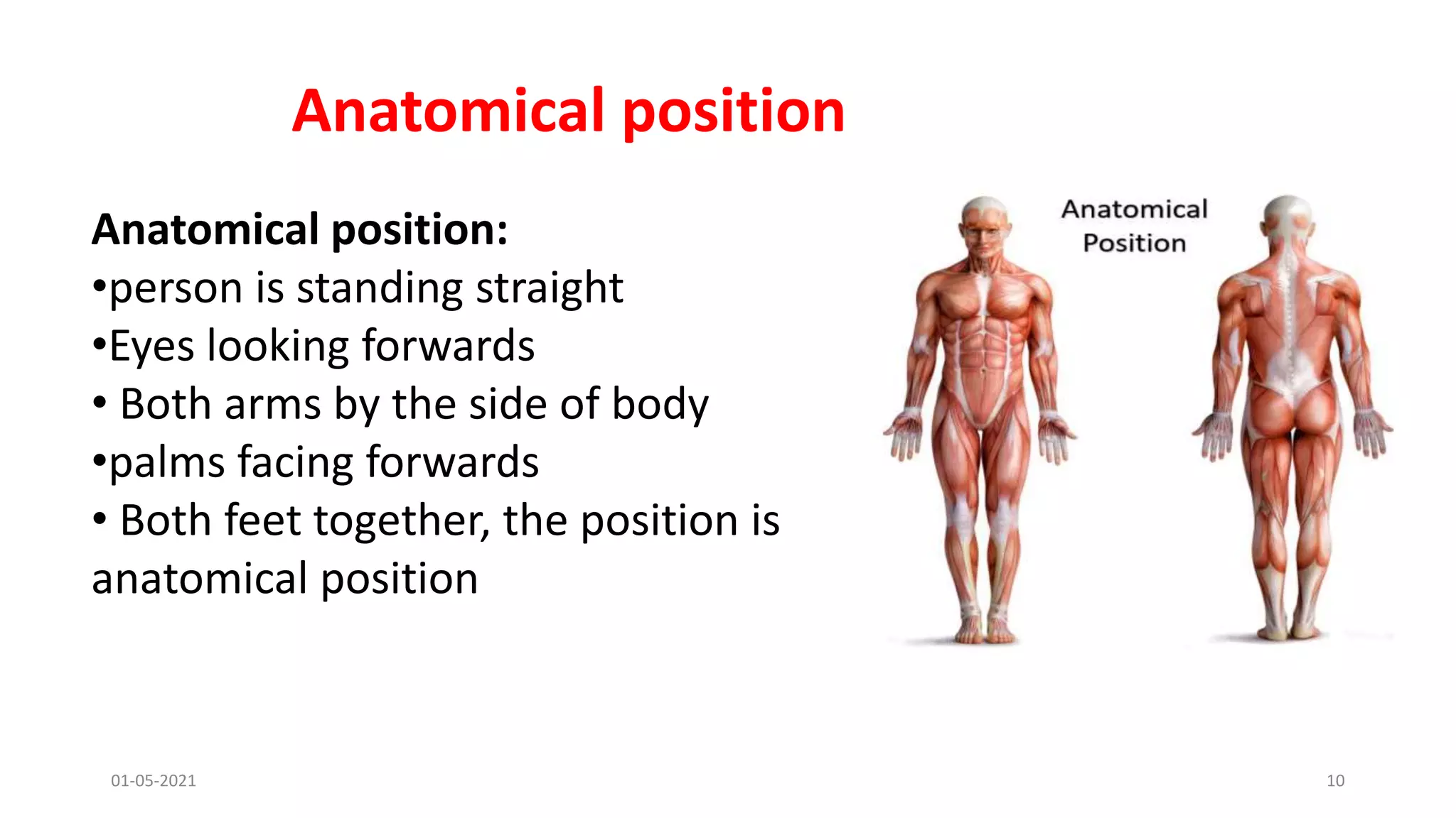 Anatomical planes ppt | PPTX