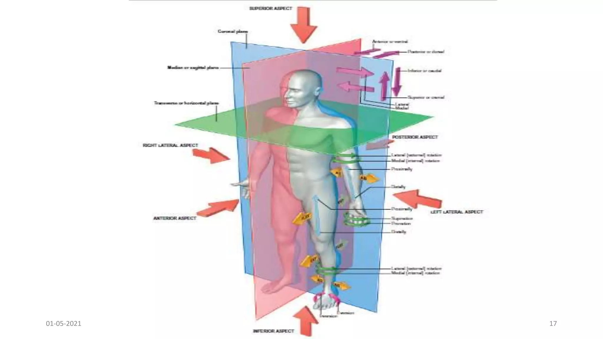 Anatomical planes ppt | PPTX