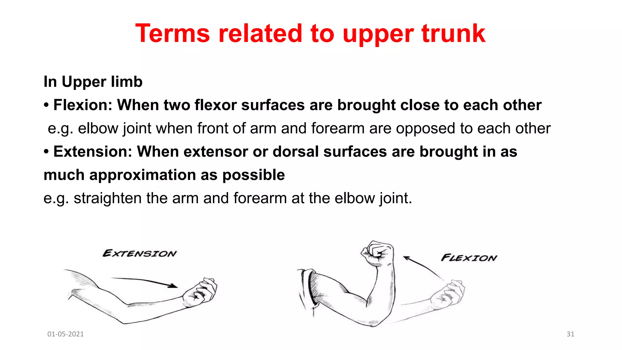 Anatomical planes ppt | PPTX