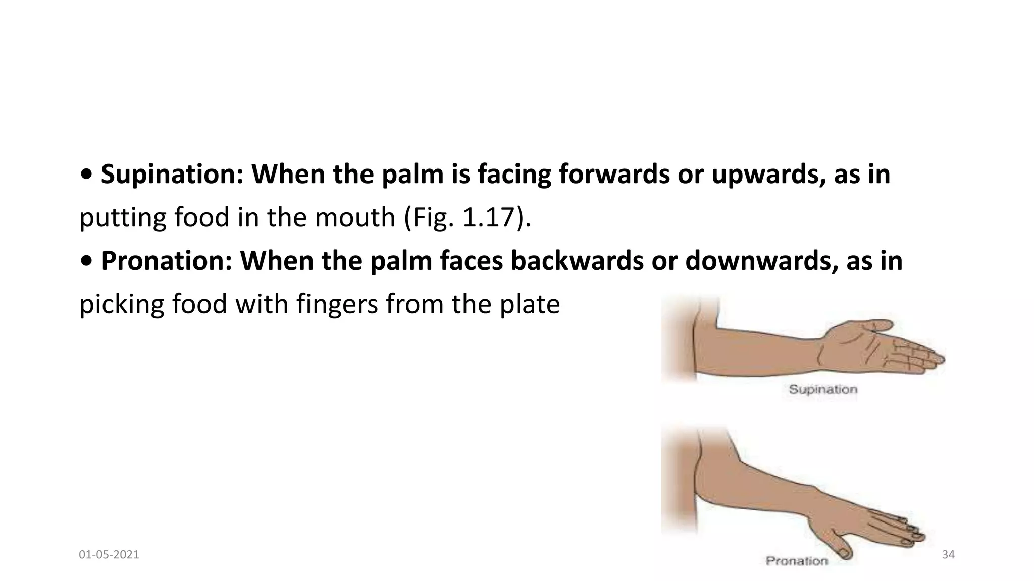 Anatomical planes ppt | PPTX