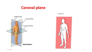 Anatomical planes ppt | PPTX
