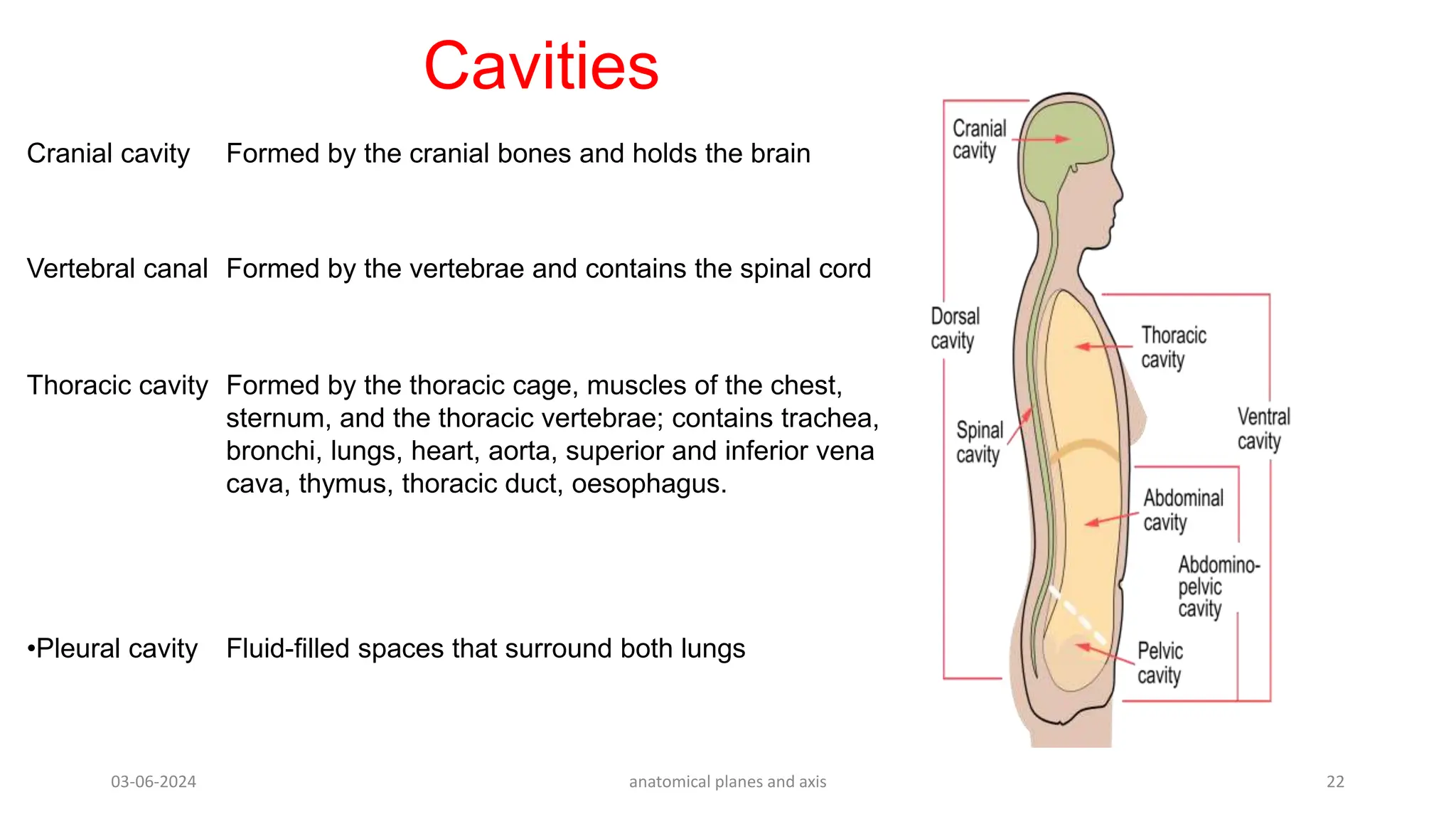 Anatomical Plane and axis - general anatomy | PPT | Free Download
