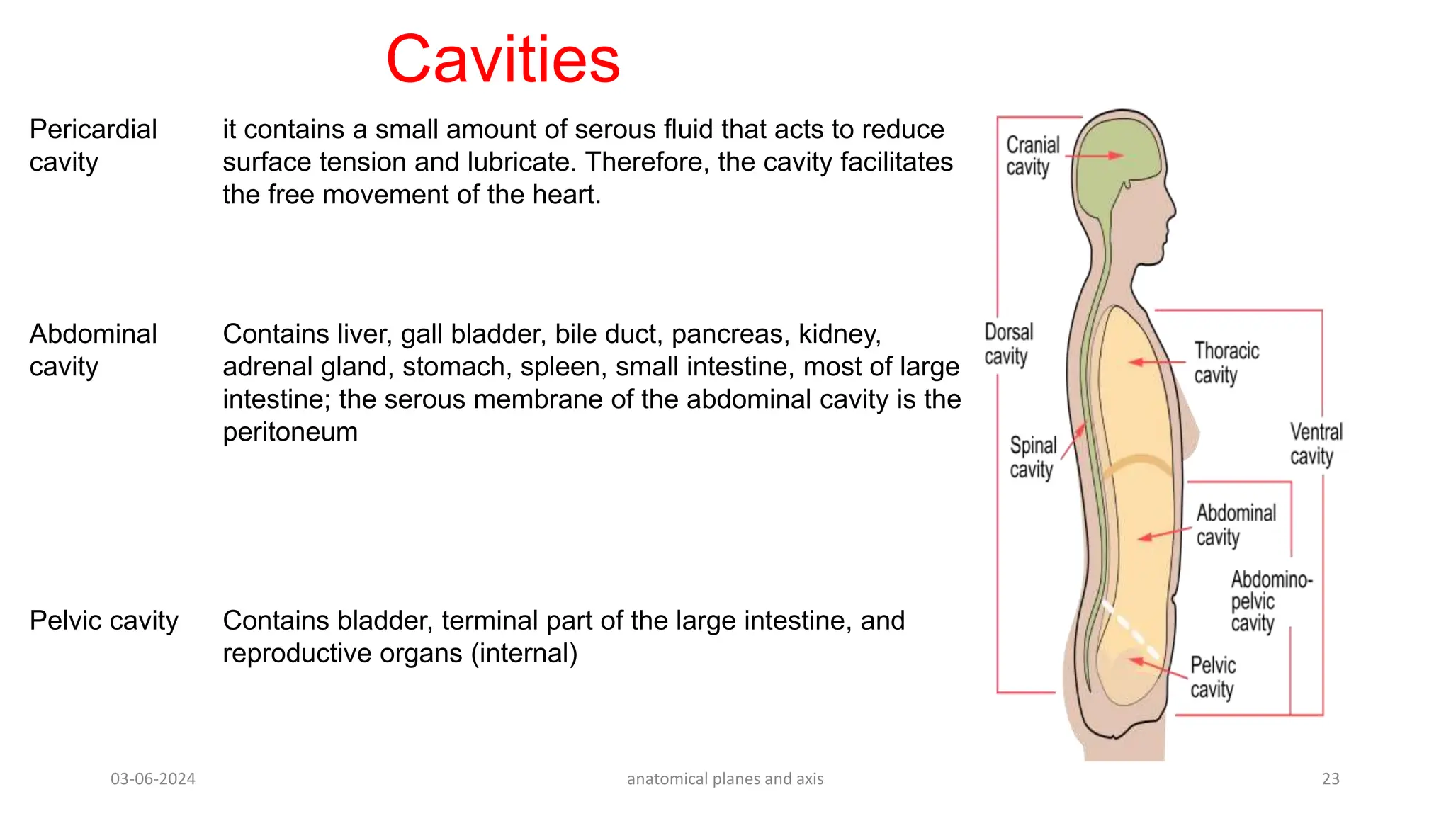 Anatomical Plane and axis - general anatomy | PPT | Free Download