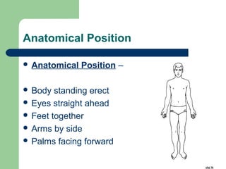 Anatomical position | PPT