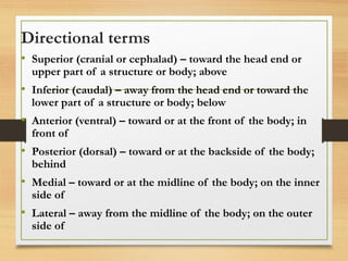 Anatomical position | PPT