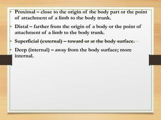 Anatomical position | PPT