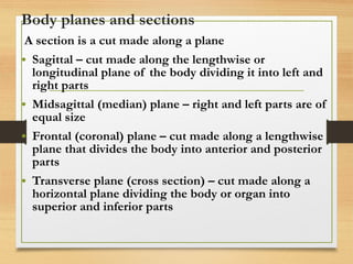 Anatomical position | PPT