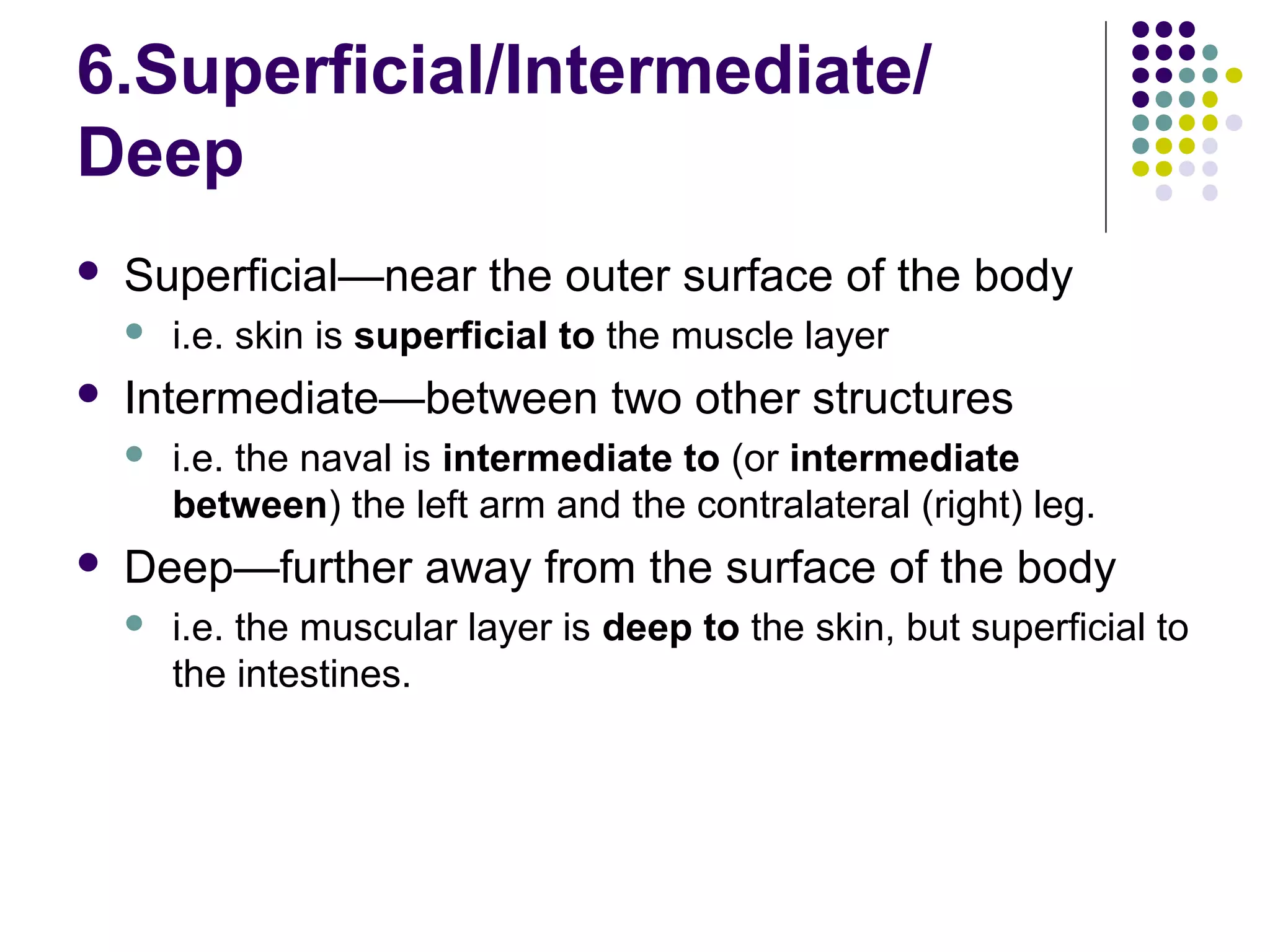Anatomical position.ppt (1) | PPT