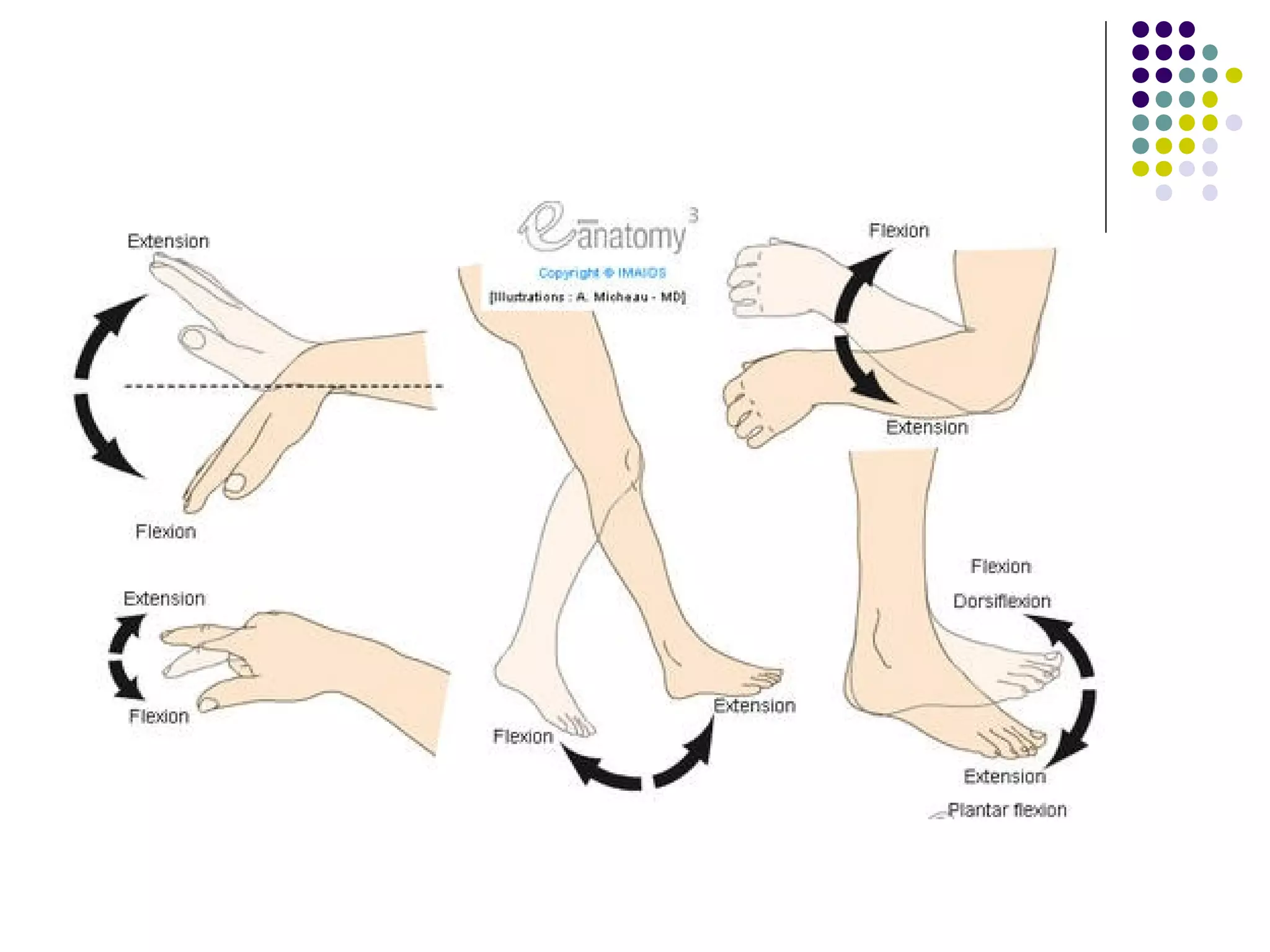 Anatomical position.ppt (1) | PPT