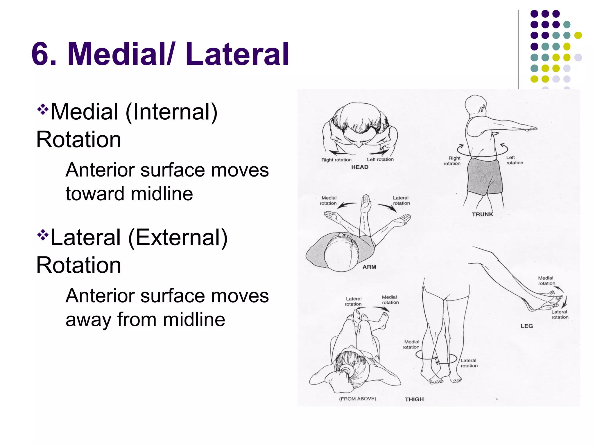Anatomical position.ppt (1) | PPT