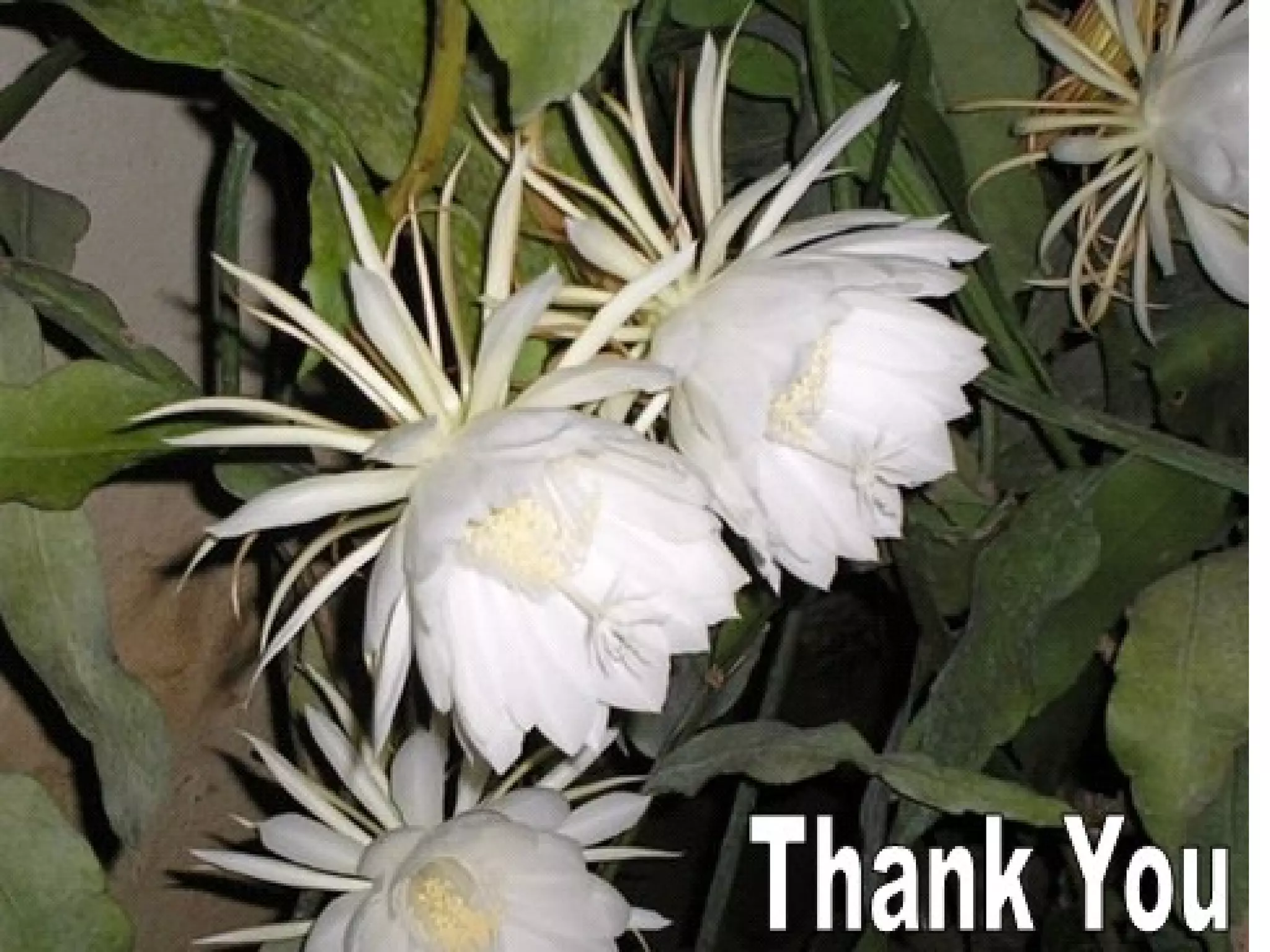 Anatomical position.ppt (1) | PPT