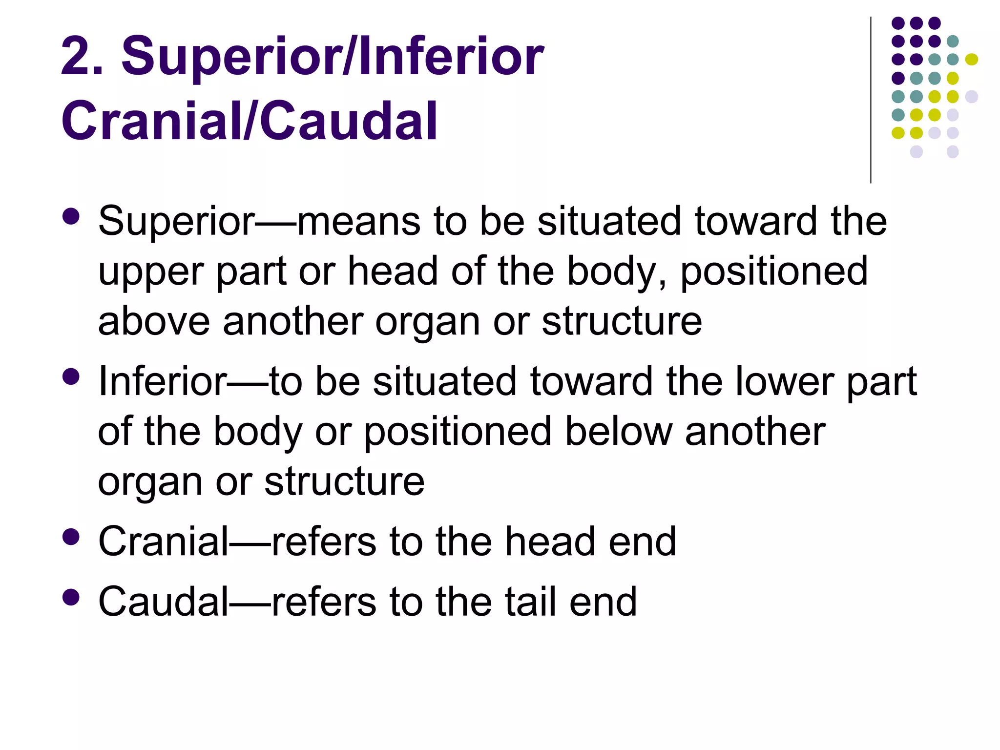 Anatomical position.ppt (1) | PPT