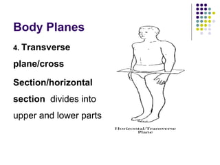 Anatomical position.ppt (1) | PPT