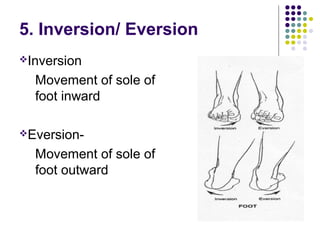 Anatomical position.ppt (1) | PPT