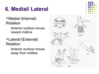 Anatomical position.ppt (1) | PPT