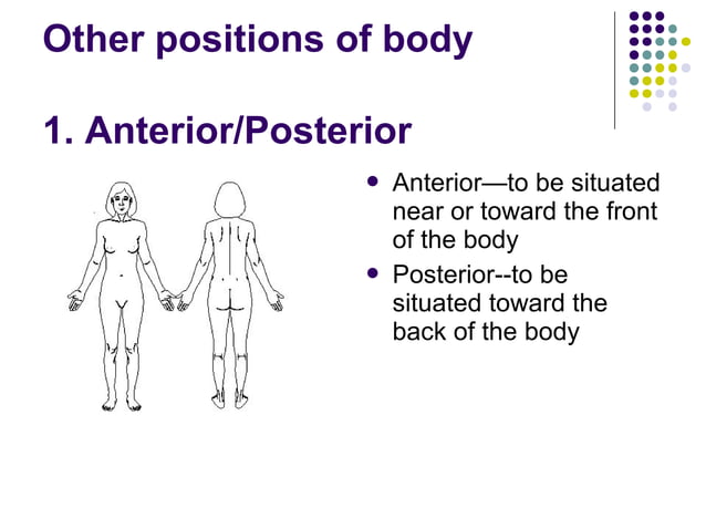 Anatomical position.ppt (1) | PPT | Death, Injury, or Military Conflict ...