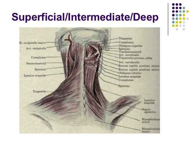 Anatomical Position ppt 1 anatomical-position-ppt-1
