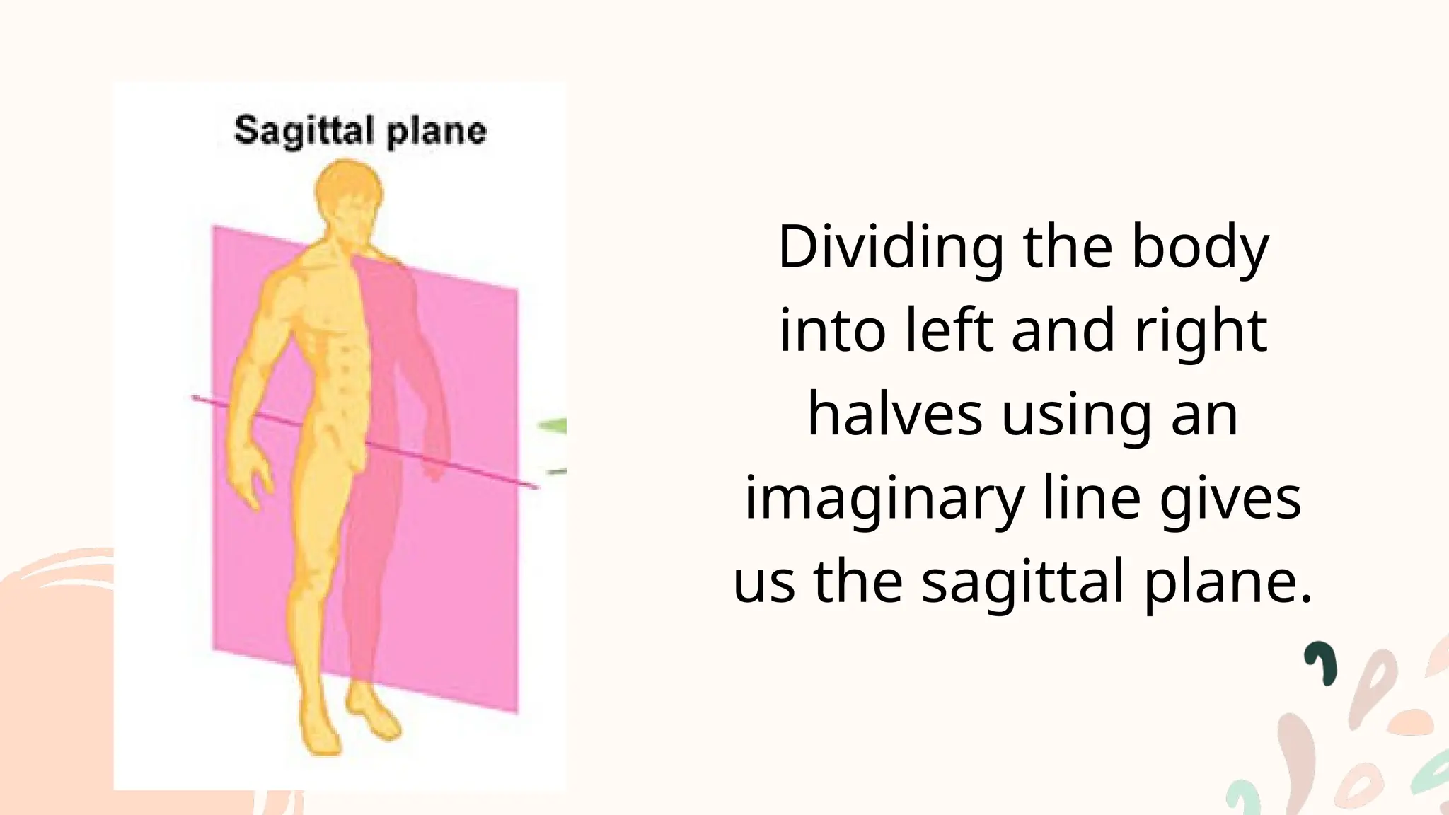 ANATOMICAL POSITION OF HUMAN (SAGITTAL, LATERAL, TRANSVERSE) | PPTX