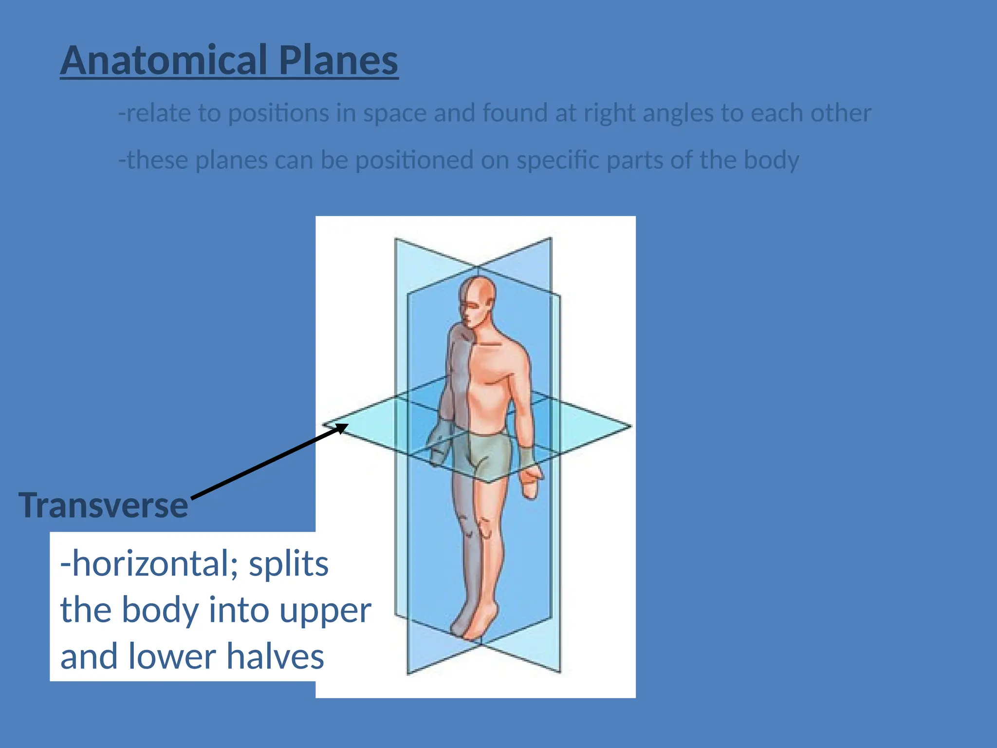 Anatomical Position of bladder and its organs(1).pptx