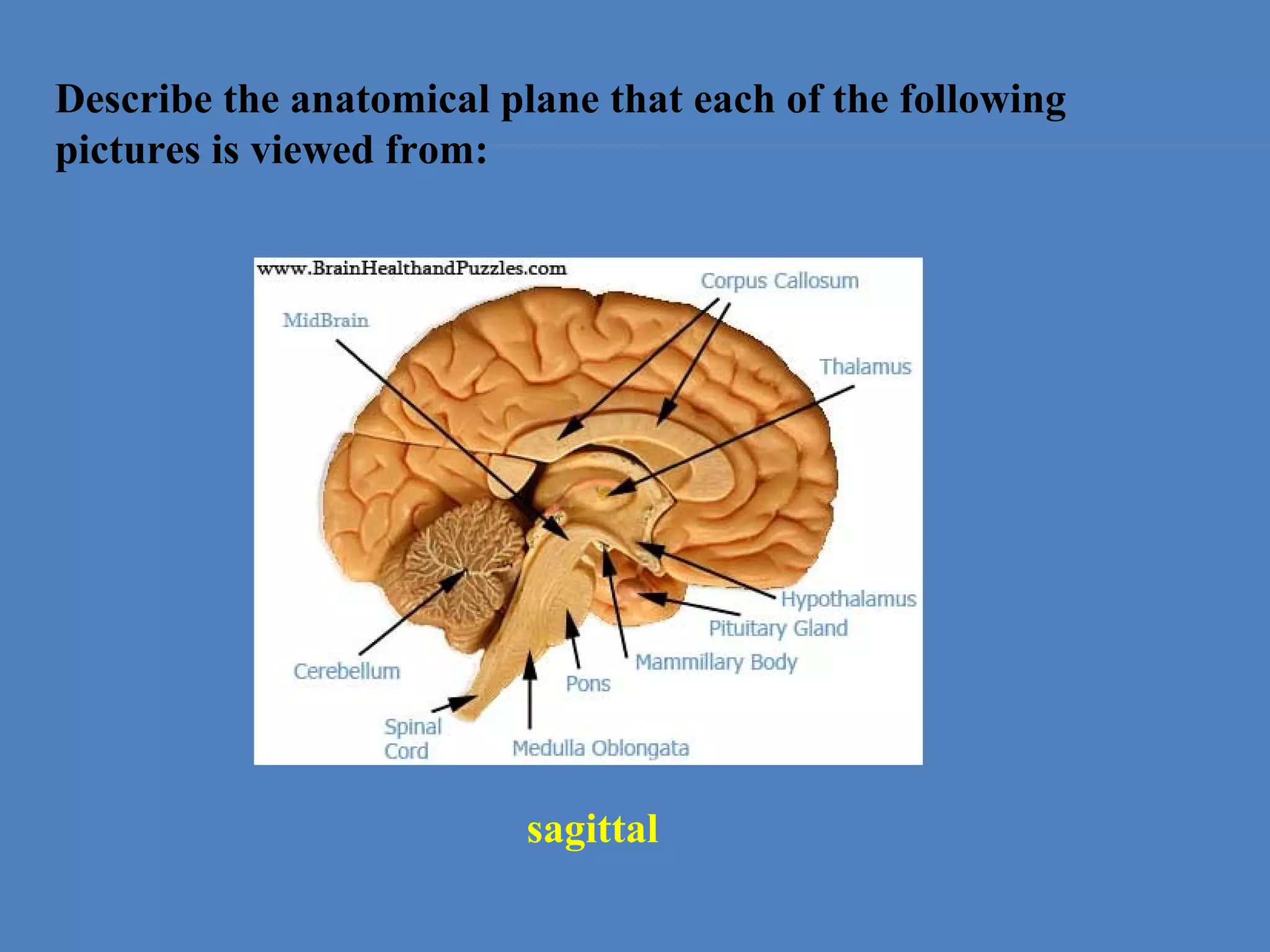 Anatomical Position and Basic Movements | PPT