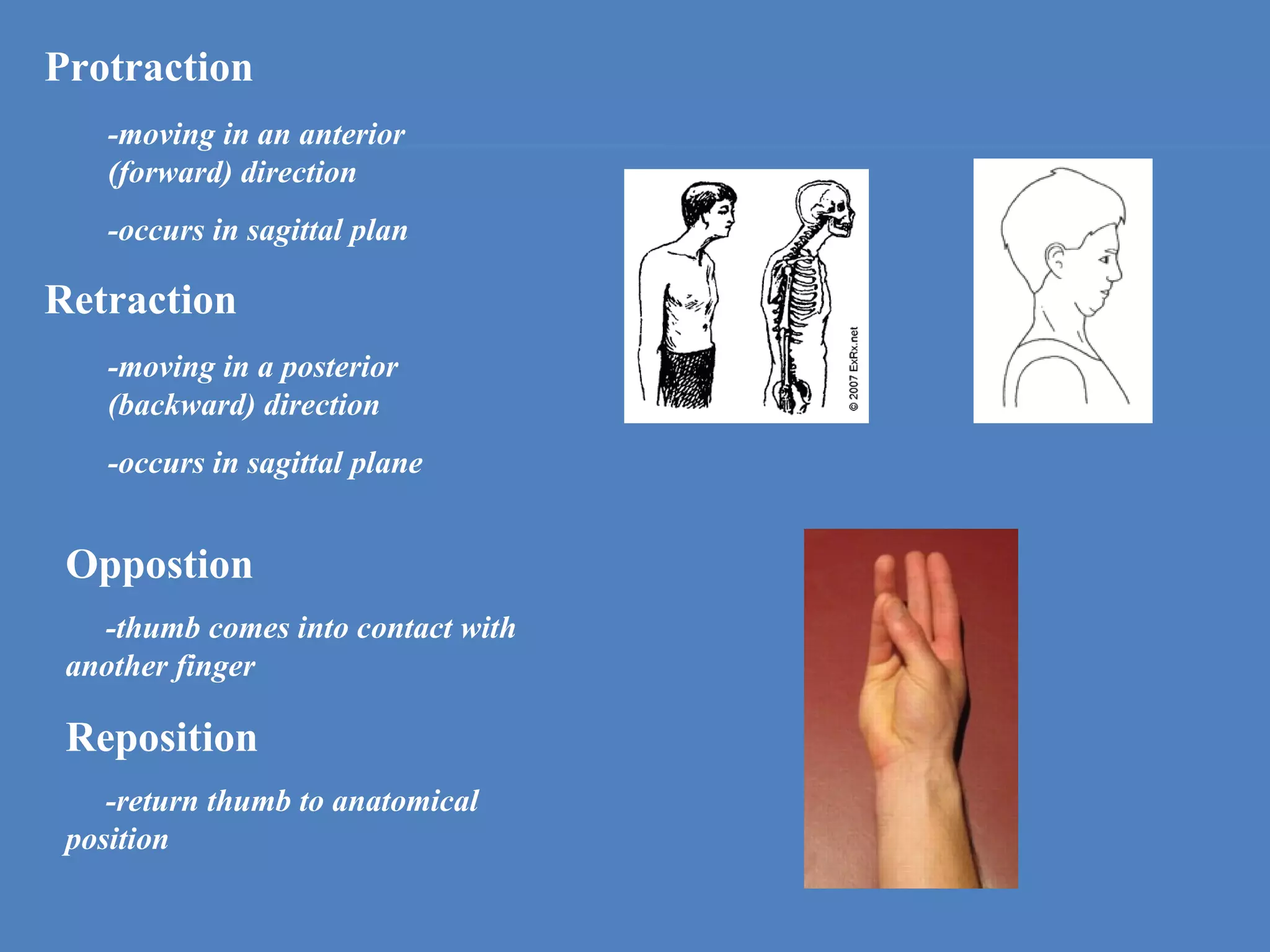 Anatomical Position and Basic Movements | PPT