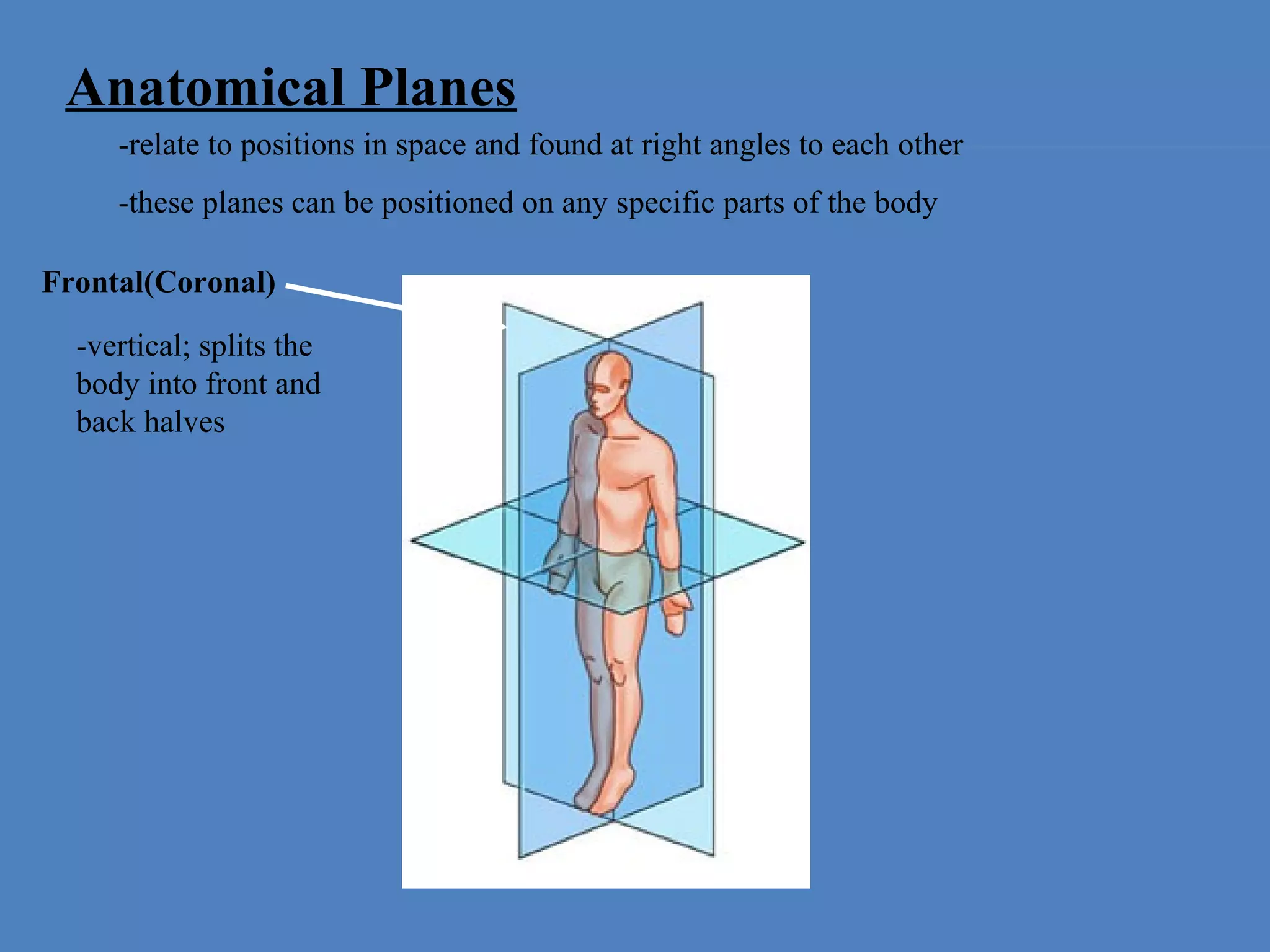 Anatomical Position and Basic Movements | PPT