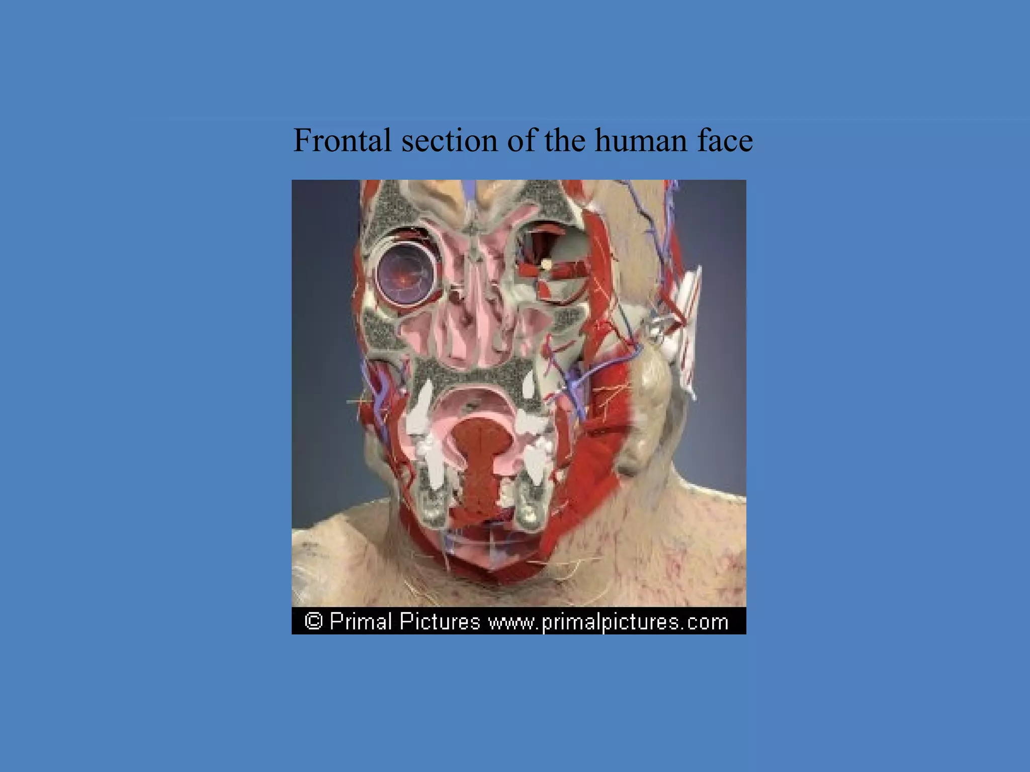 Anatomical Position and Basic Movements | PPT